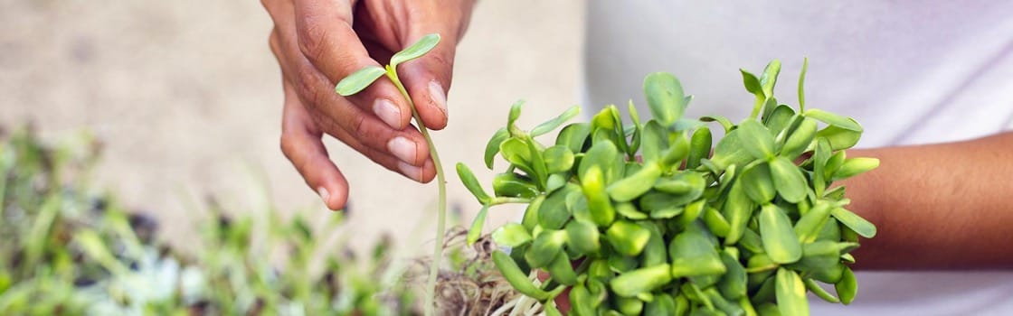 A beginner's guide to foraging in Singapore