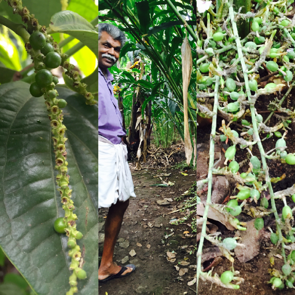 The Magic of Kerala And Its Spices