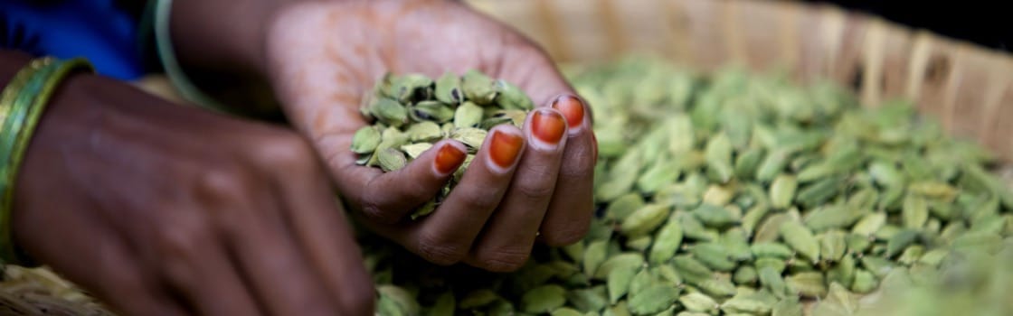The Fascinating Journey of Cardamom, From Pod To Packet