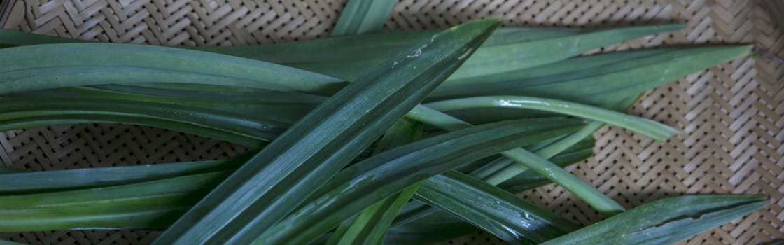All You Need to Know About Pandan
