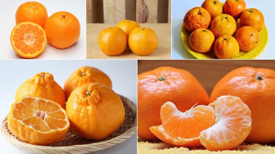 5 Types Of Mandarin Oranges For Chinese New Year