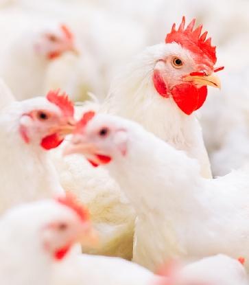 8 Inspired Benja Chicken Dishes From Chefs Of MICHELIN Star Fame