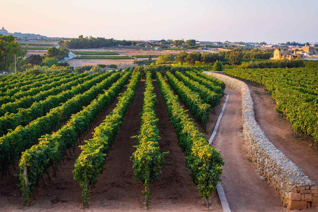 A roundup of Malta's wines