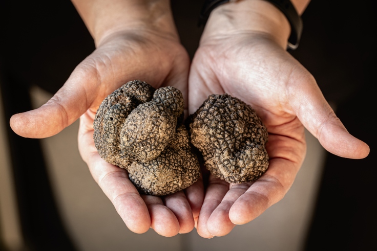 Foraging The Gold: The Discovery Of Truffles In Thailand