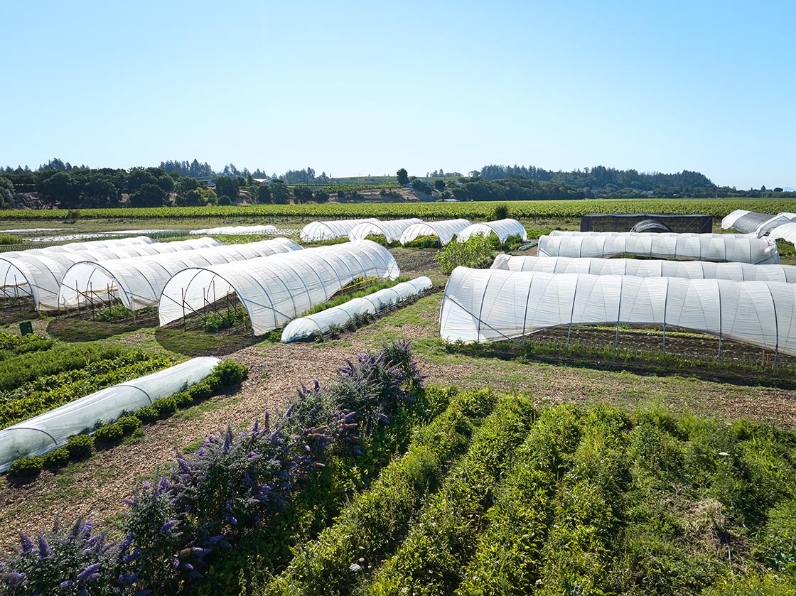 MICHELIN Guide Green Star Restaurant Chefs Break Down How to Buy Produce