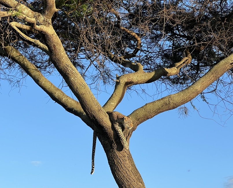 Tanzania del nord: nella terra dei safari