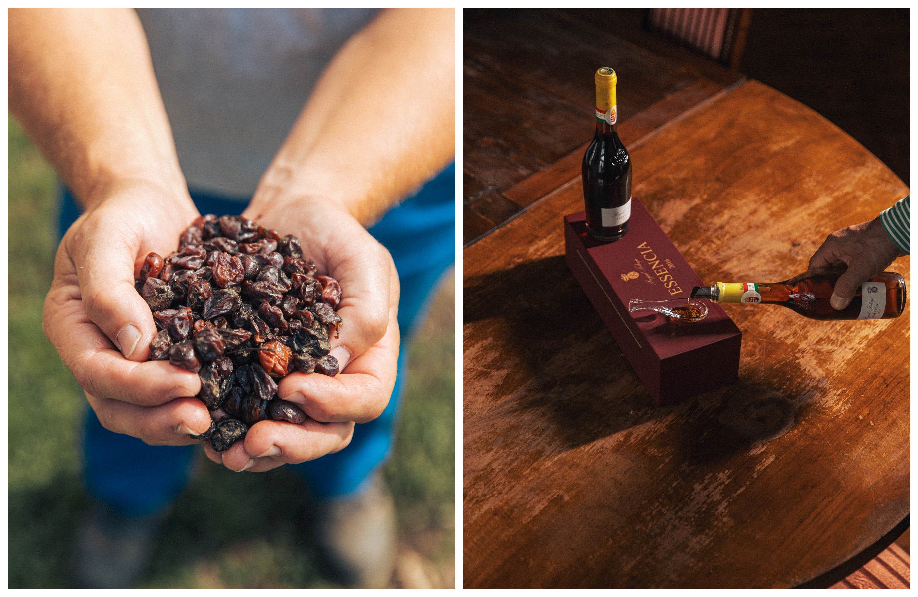The Tokaj Cellars That Have Made Hungarian Aszú Wines World-Famous